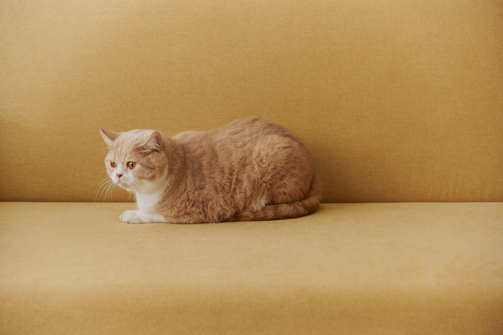 Cushie